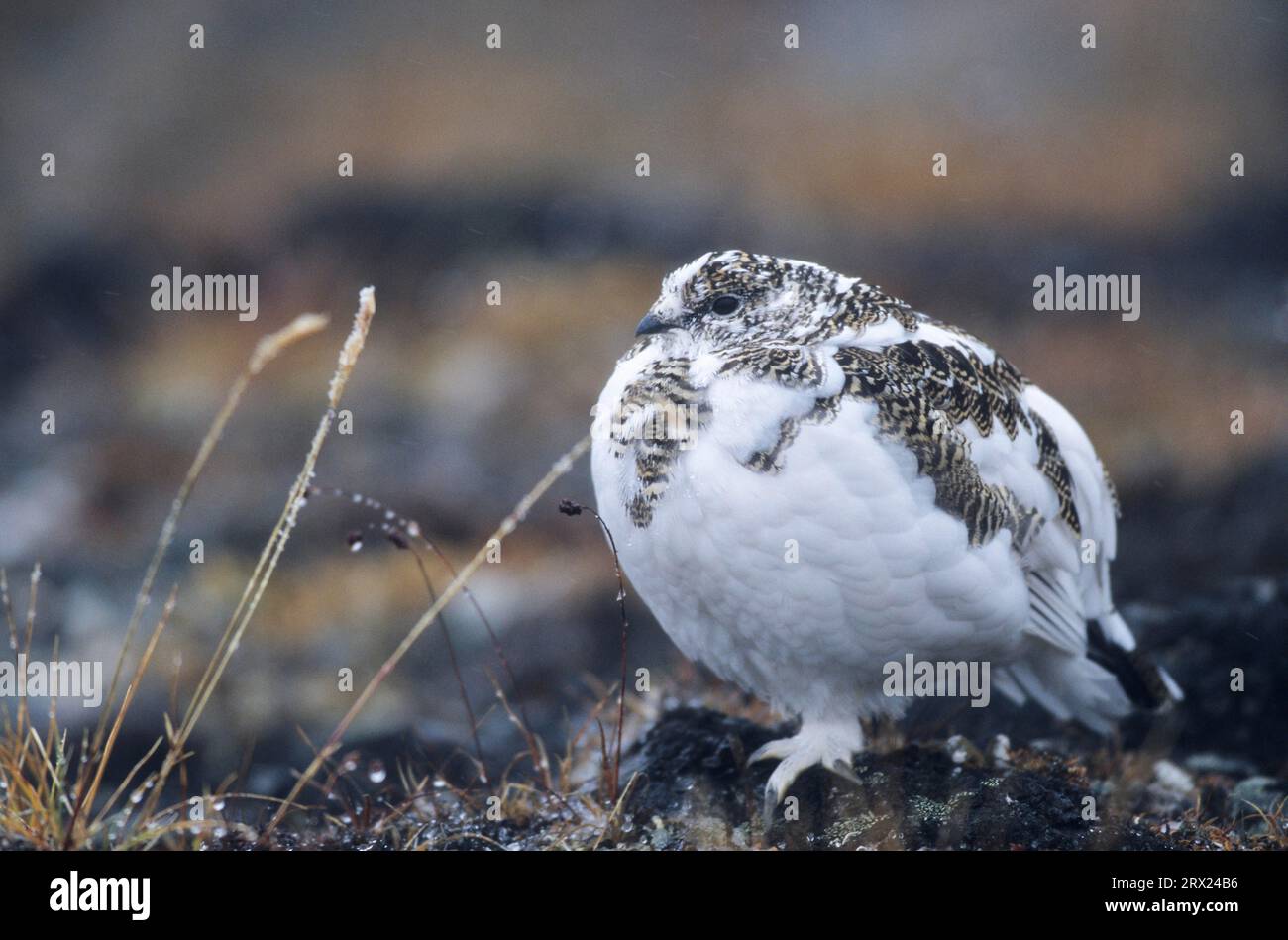 Rock ptarmigan (Lagopus) mutus Stock Photo - Alamy