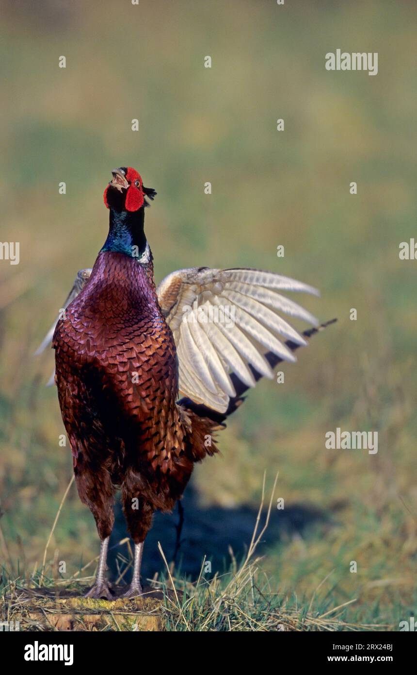Pheasant cock making a courtship ritual in the breeding season (Ring ...