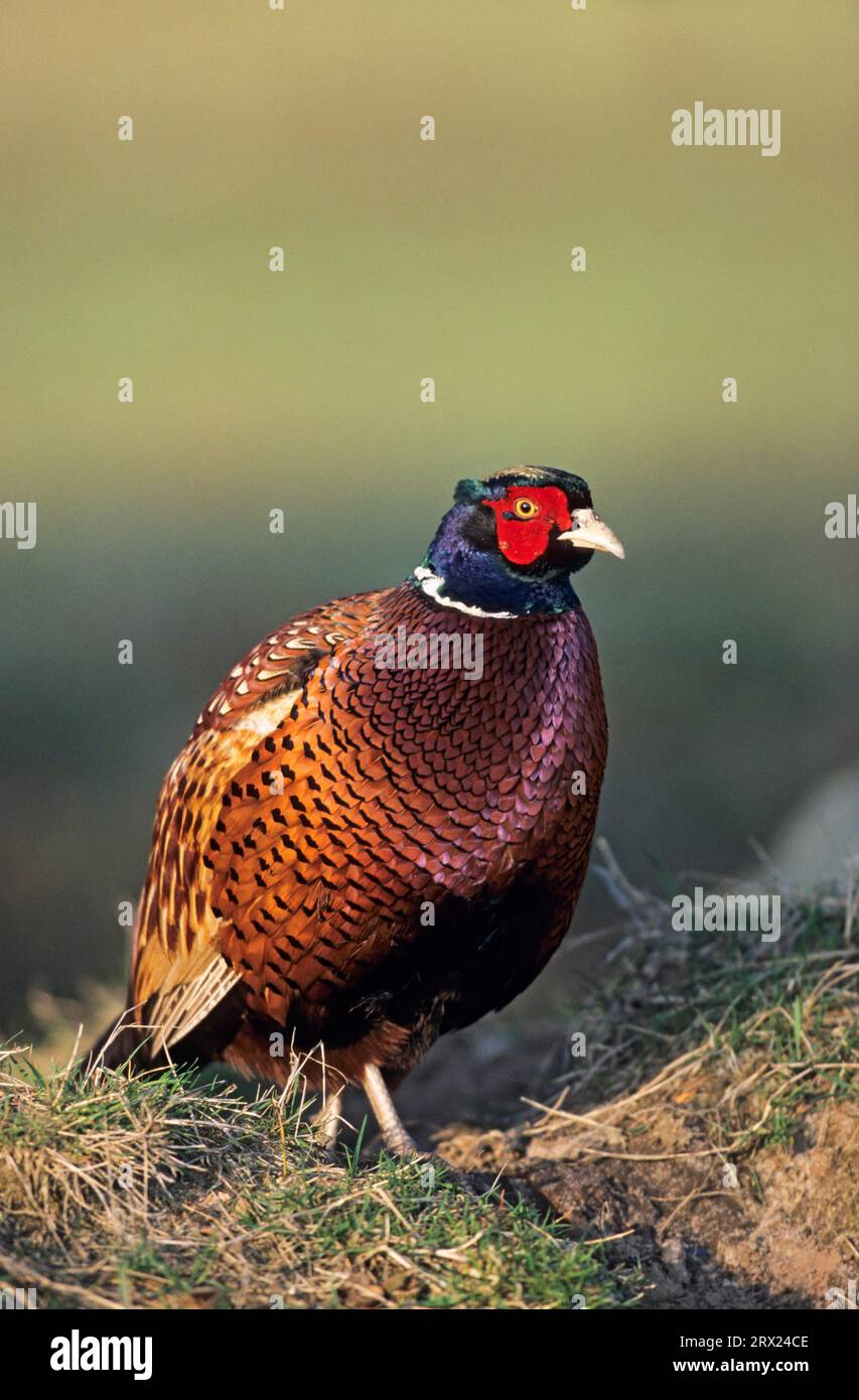 Pheasant (Phasianus colchicus) cock watching over its territory during the breeding season (Ring ...