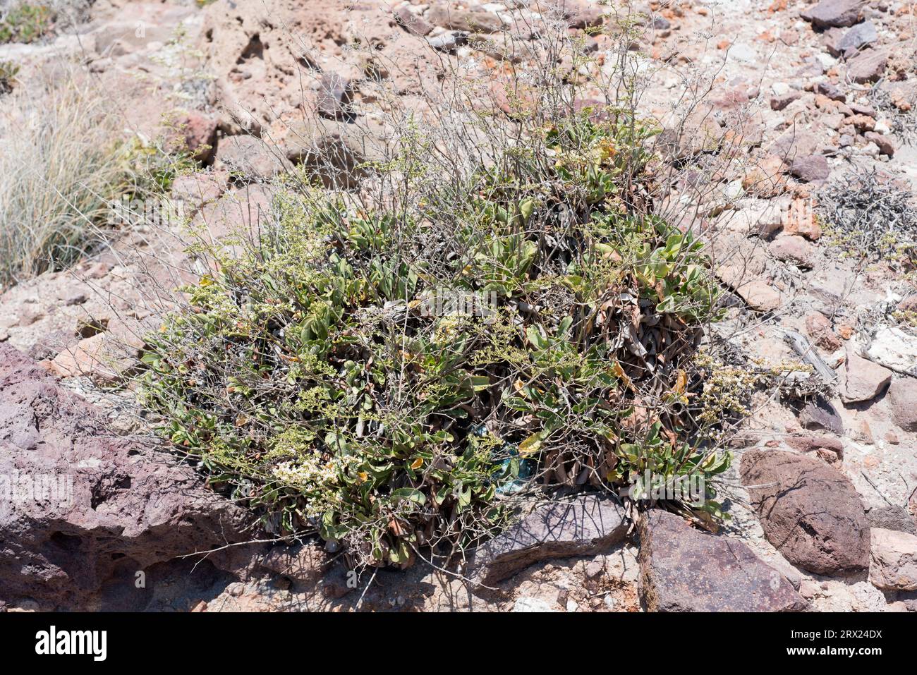 Siempreviva de flor blanca (Limonium cossonianum) is an halophyte ...