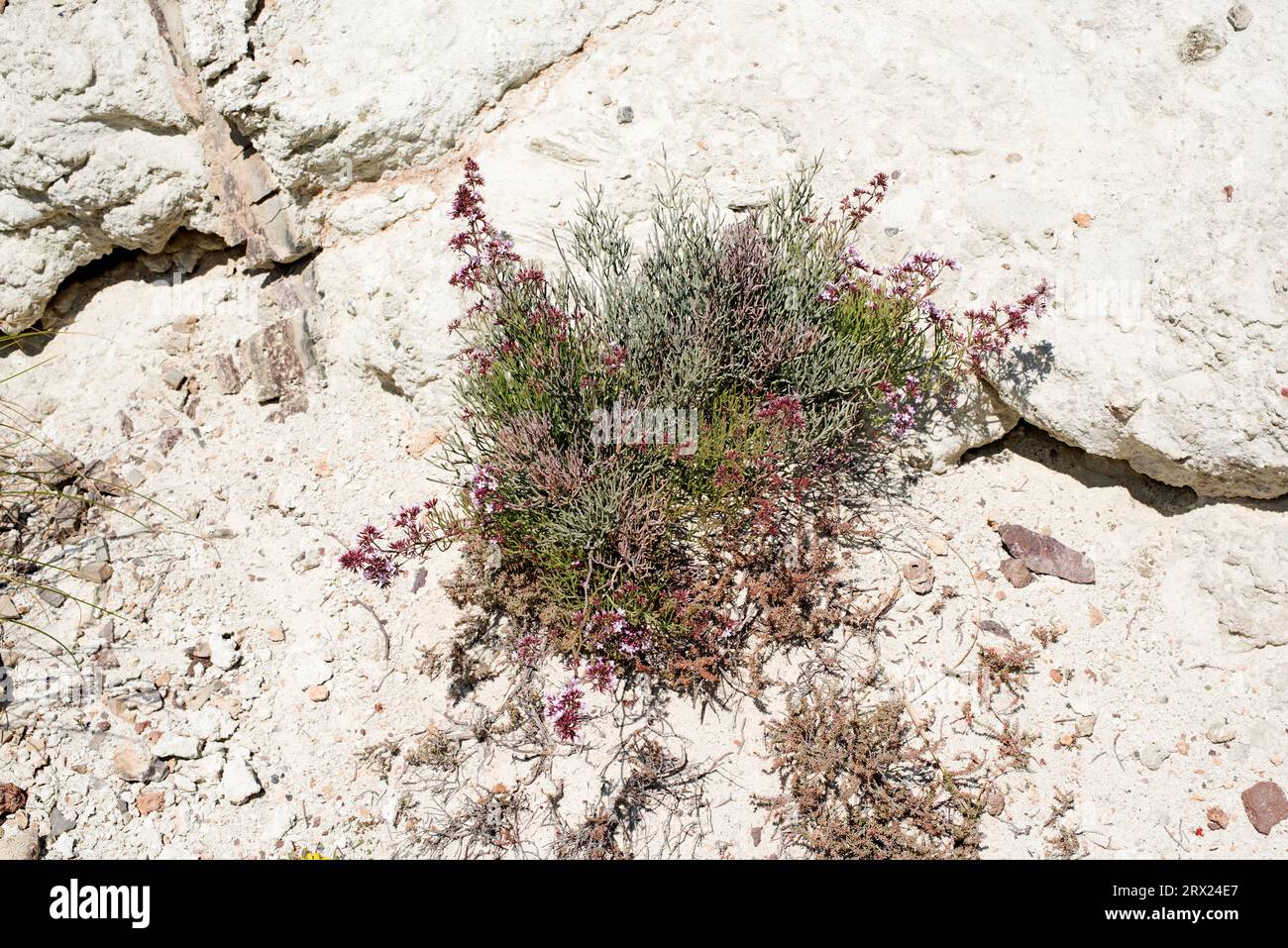 Siempreviva rosa (Limonium insigne) is a perennial plant endemic to ...