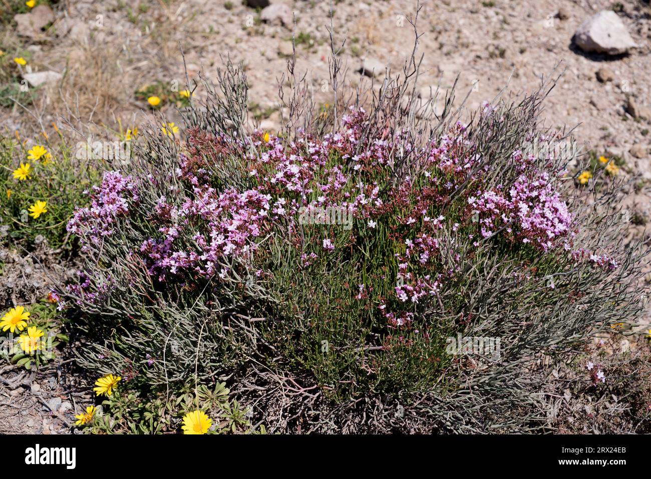 Siempreviva rosa (Limonium insigne) is a perennial plant endemic to ...