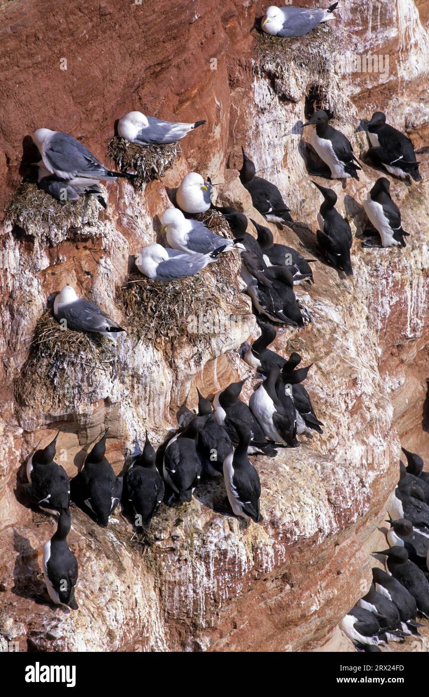 Kittiwakes (Rissa tridactyla) and Common Guillemots (Uria aalge) at the ...