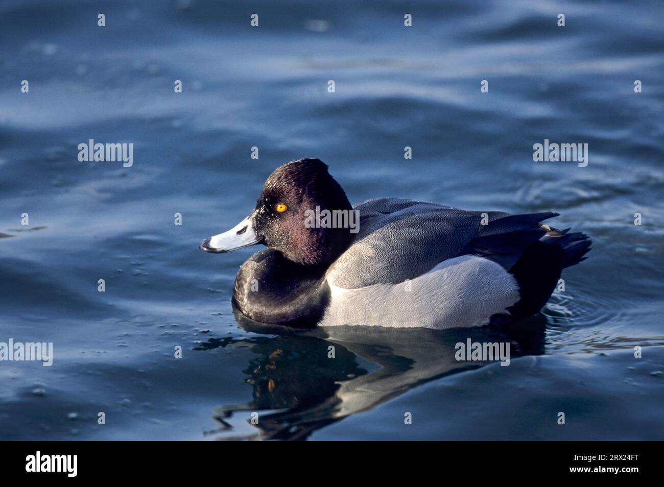 Greater scaup (Aythya marila) in breeding plumage (Bluebill) (Scaup ...