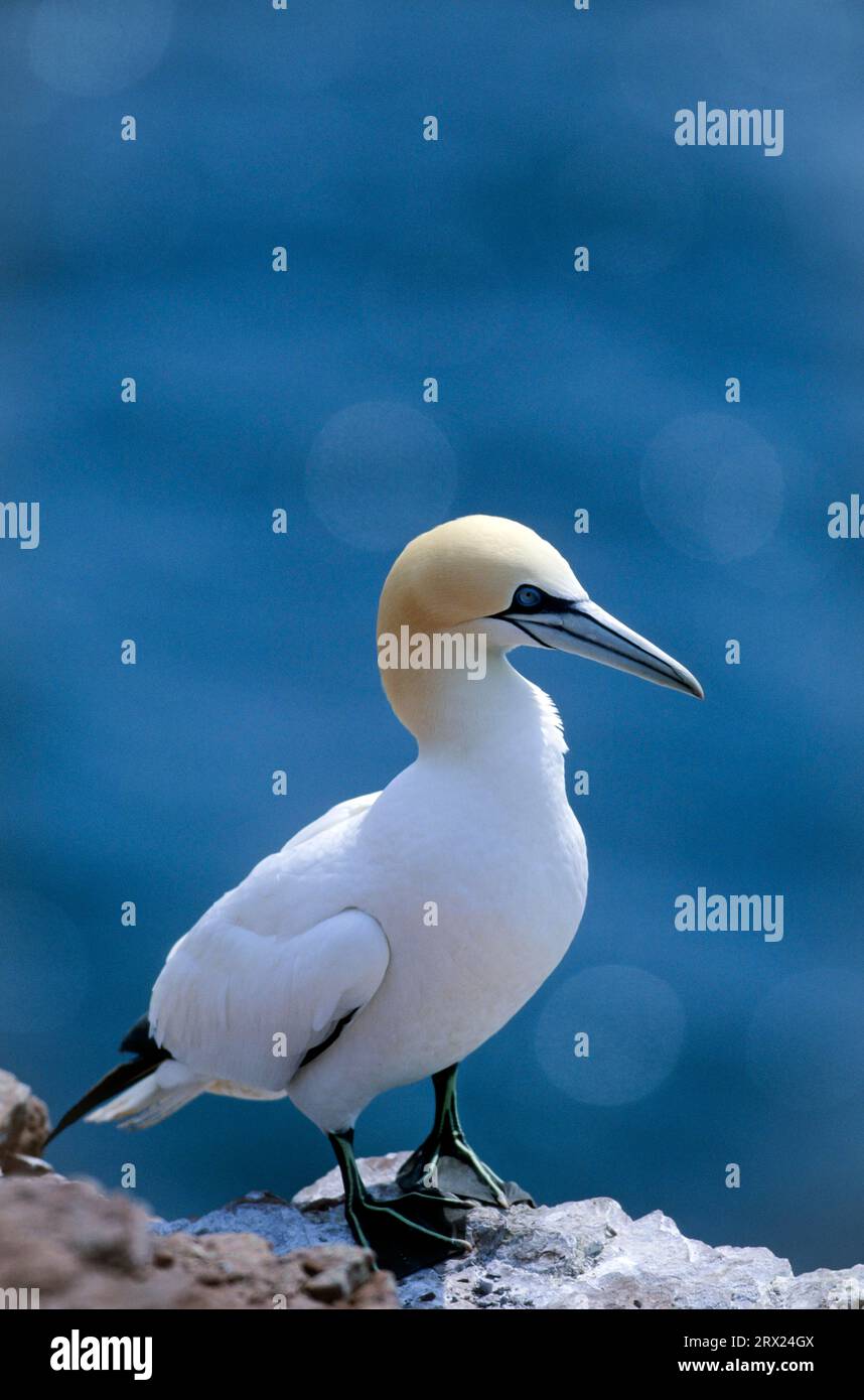 Solan bird hi-res stock photography and images - Alamy