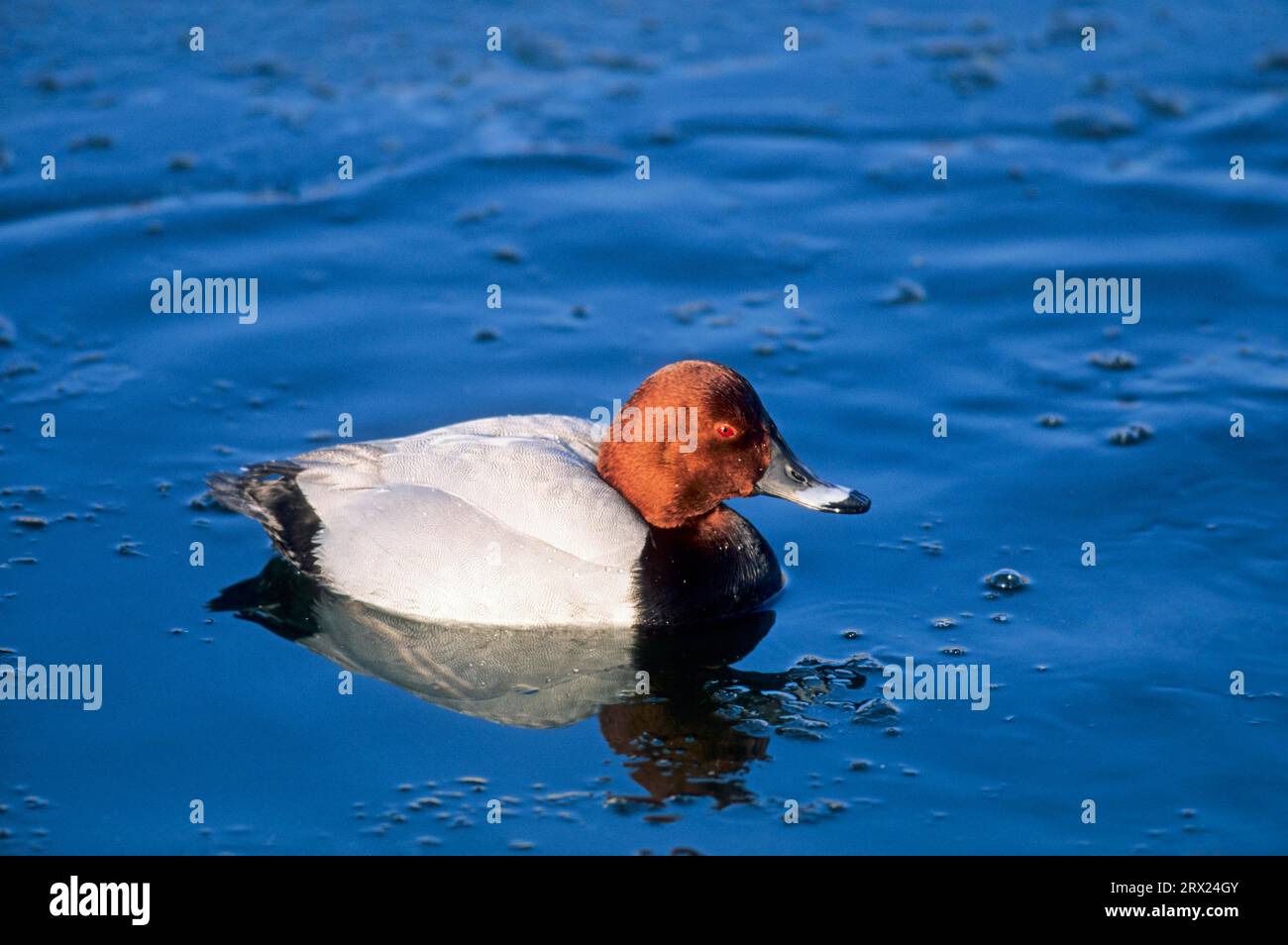 Common pochard (Aythya ferina), drake in breeding dress swimming in ...