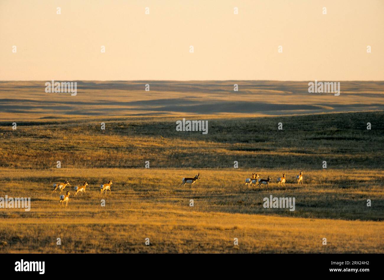 Pronghorn antelope saskatchewan hi-res stock photography and images - Alamy