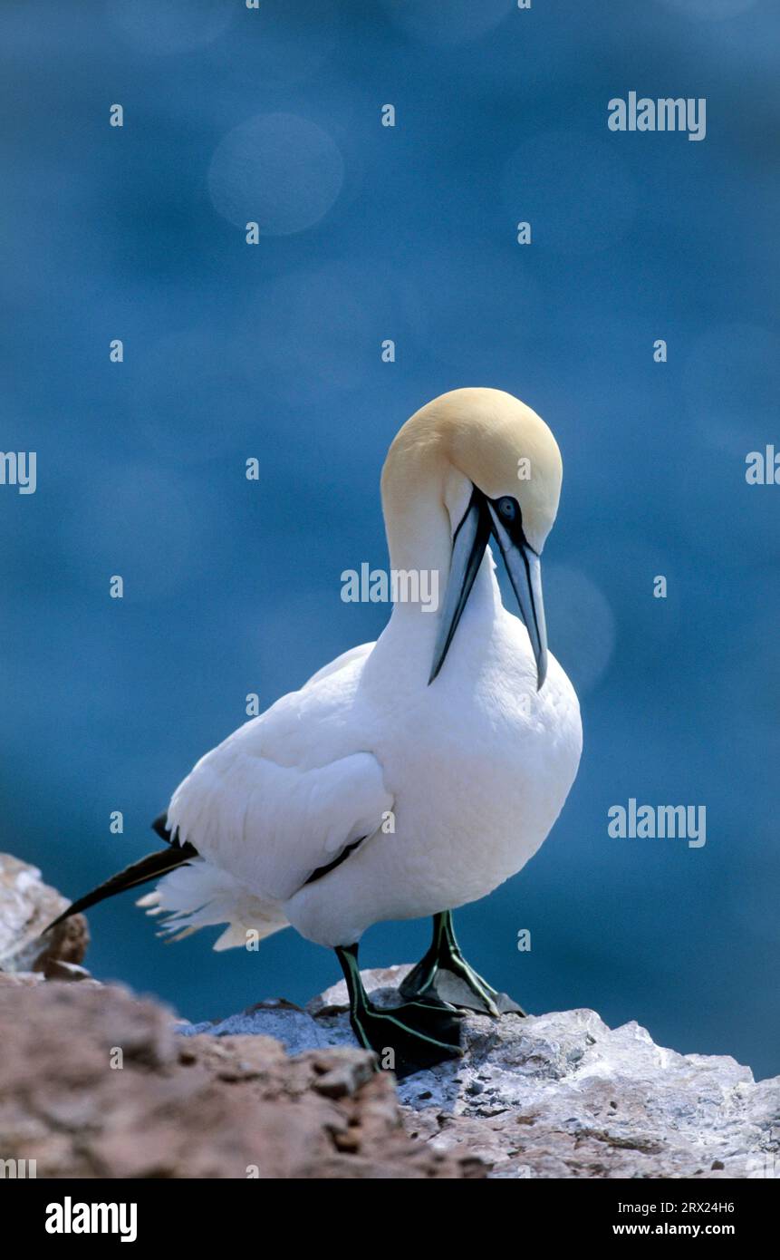 Northern Gannet preening on the Red Rock of Heligoland (Solan Goose ...