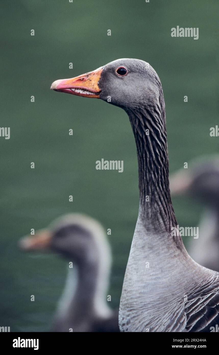 Observing geese hi-res stock photography and images - Alamy