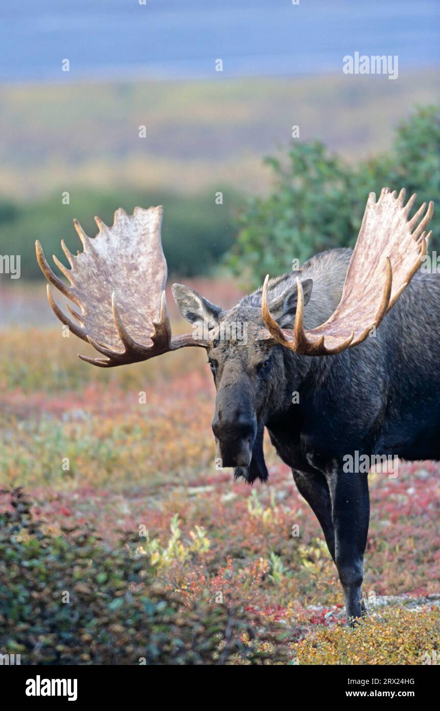 Portrait of a elk (Alaska Moose), Bull Moose (Alces alces) in portrait ...