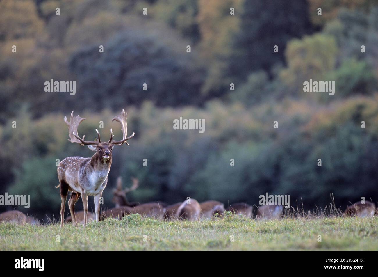 Fallow Deer (Cervus dama) standing roaring in front of hind and calf ...