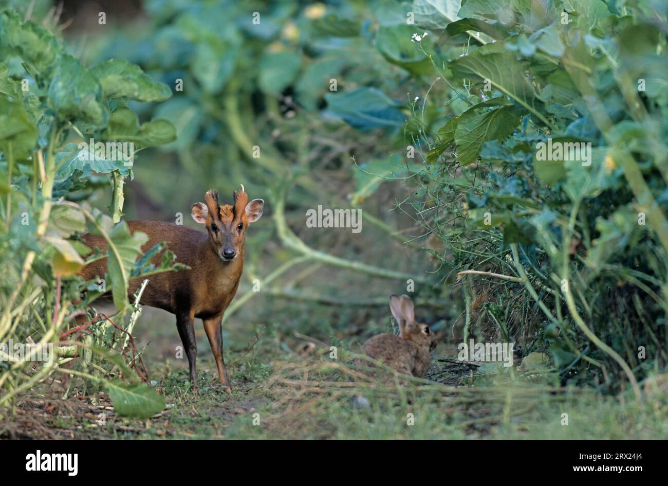 Chinese Muntjak European Wild Rabbit, Chinese Muntjak European Rabbit ...