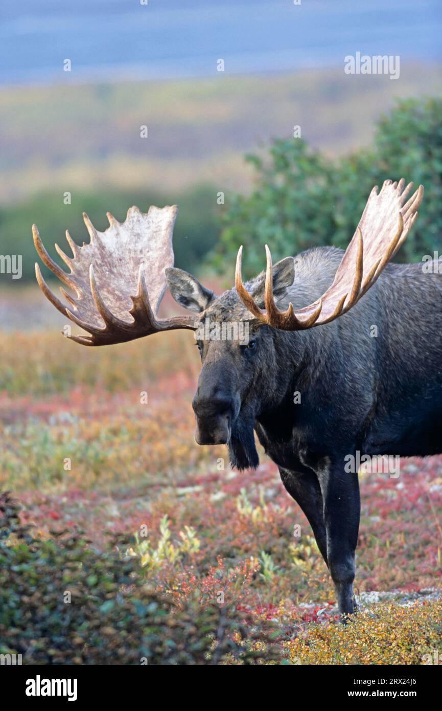 Portrait of a elk (Alaska Moose), Bull Moose (Alces alces) in portrait ...