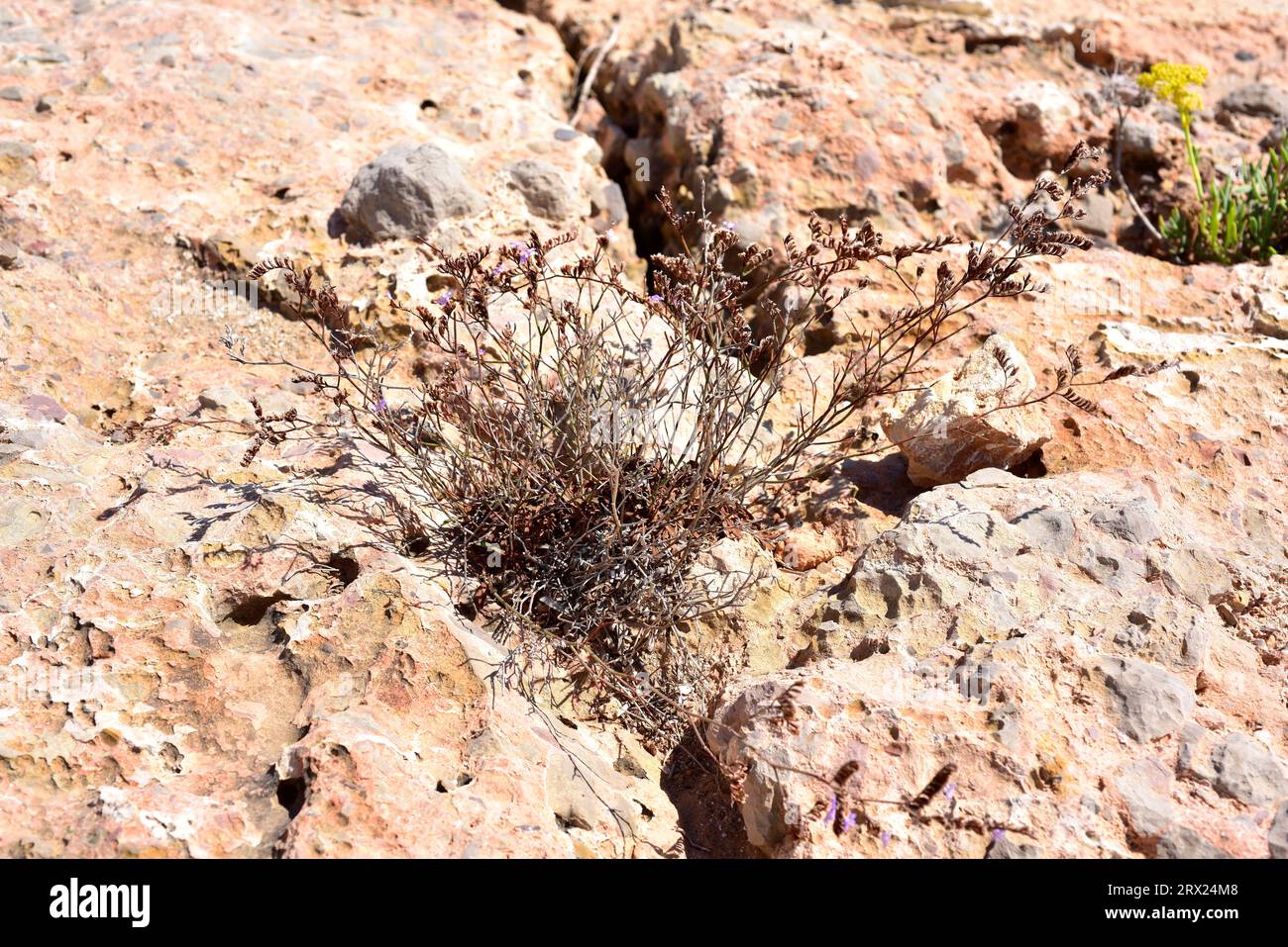 Saladilla de Irta (Limonium perplexum) is a perennial plant endemic to ...