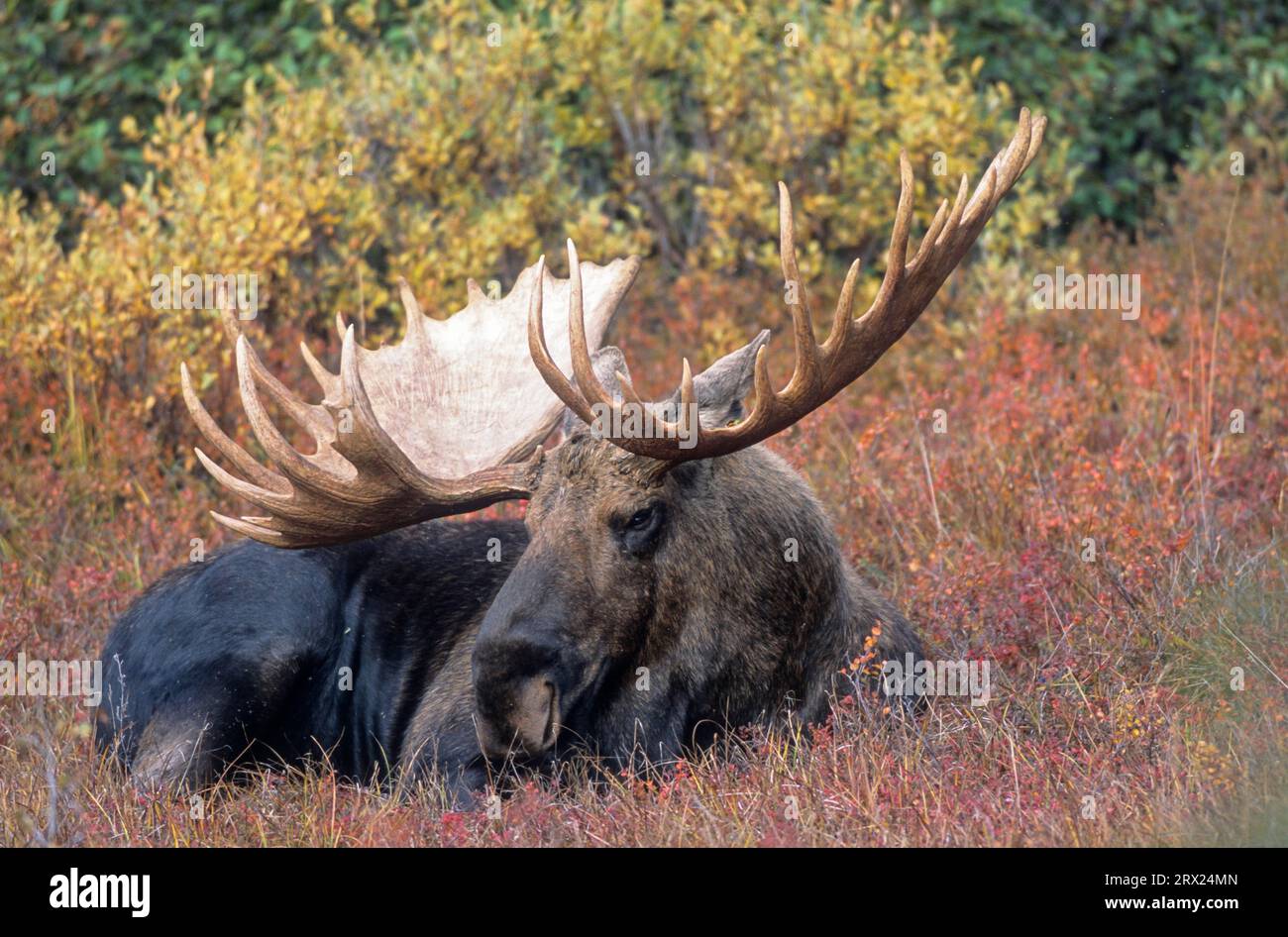 Elk resting in the tundra (Alaska Moose), Bull Moose (Alces alces ...