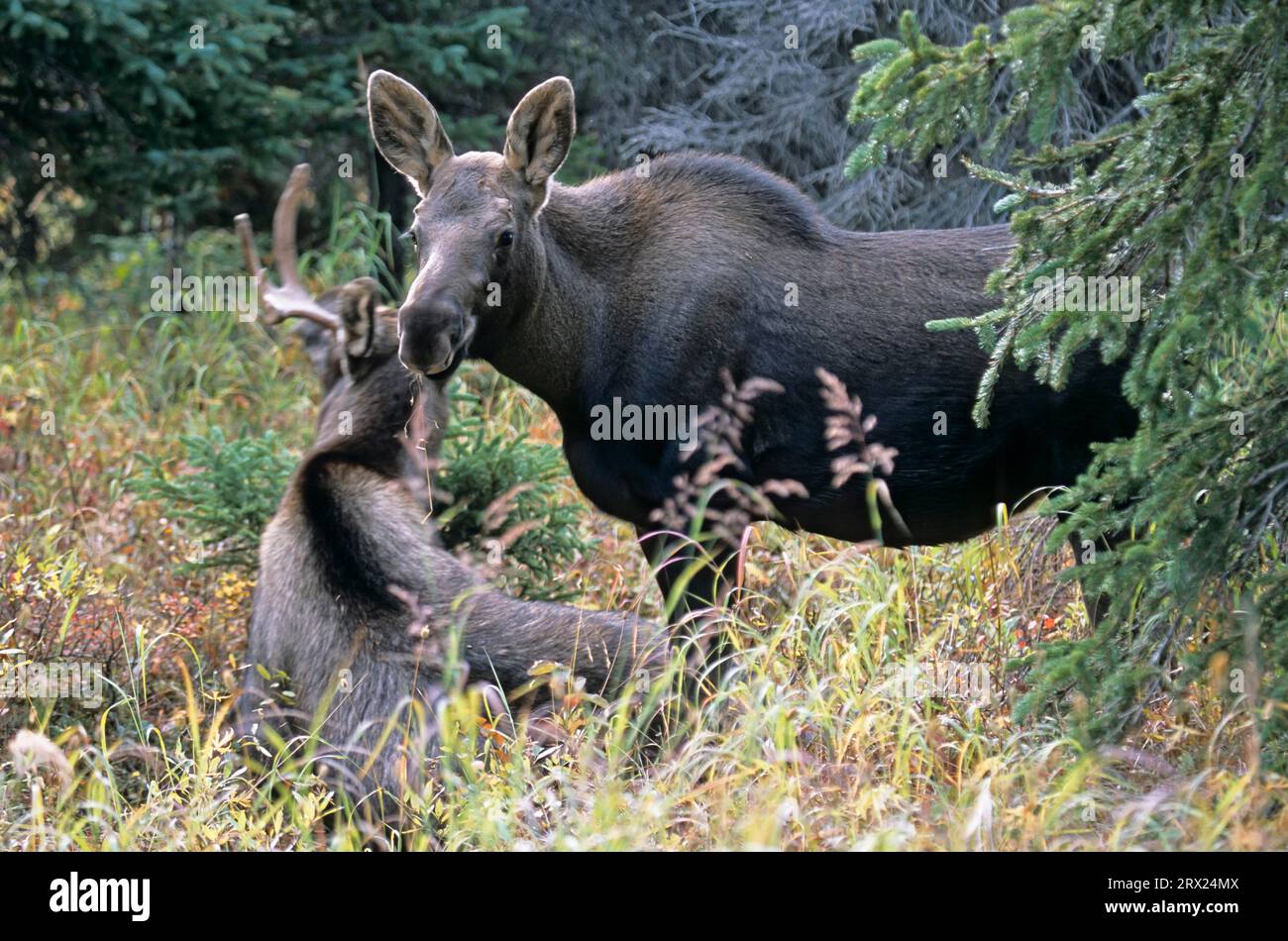 Young bull elk and moose (Alces alces) calf in the taiga (Alaska Moose ...