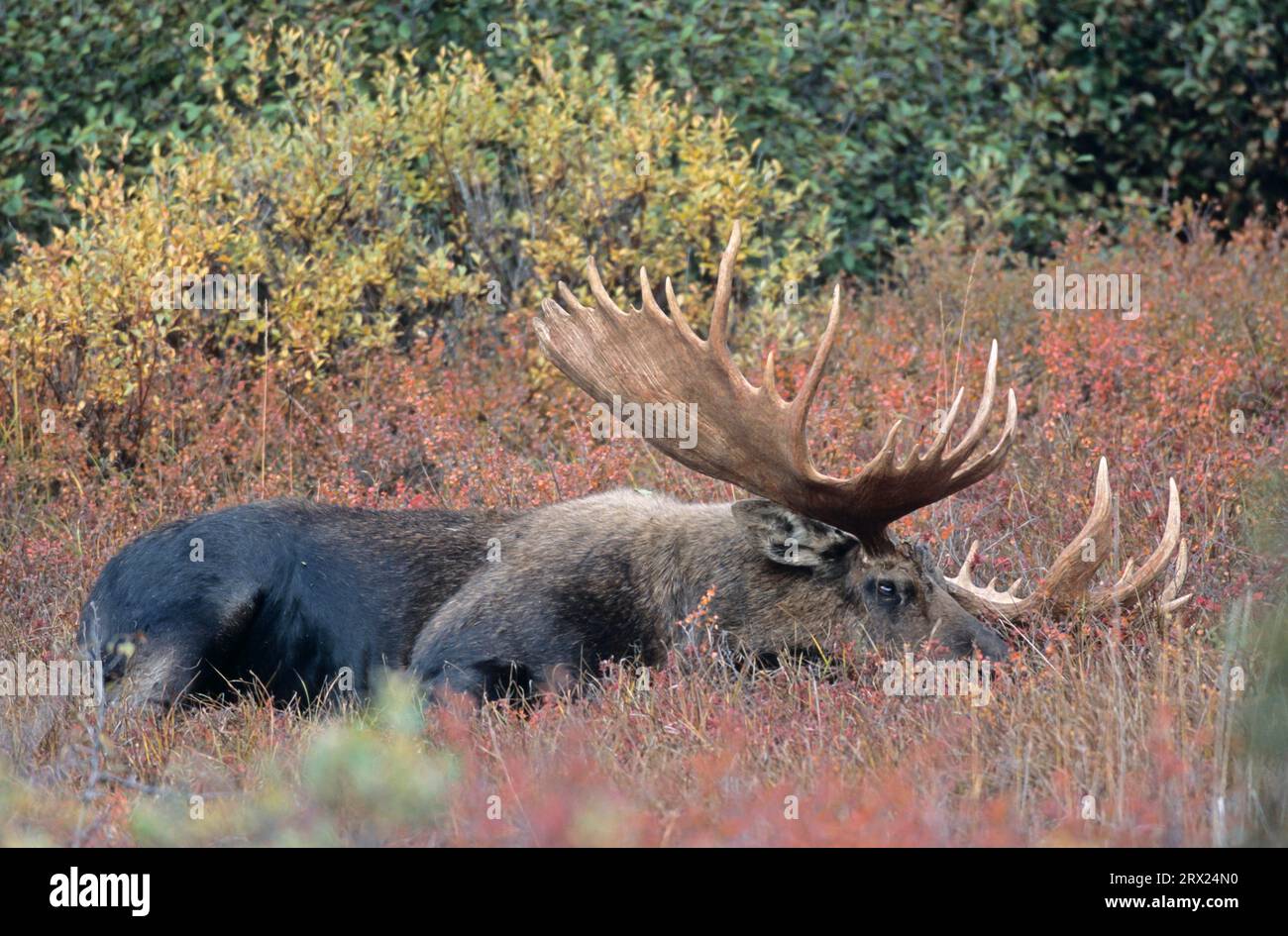 Elk sleeping in the tundra (Alaska Moose), Bull Moose (Alces alces ...