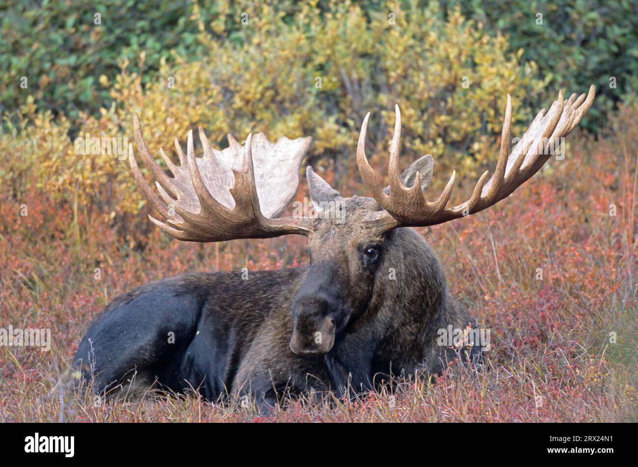 Elk resting in the tundra (Alaska Moose), Bull Moose (Alces alces ...