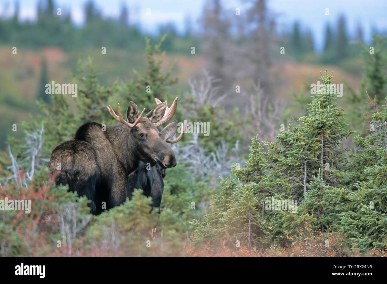 Young bull elk in the tundra (Alaskan moose), Young bull moose (Alces alces) in the tundra ...
