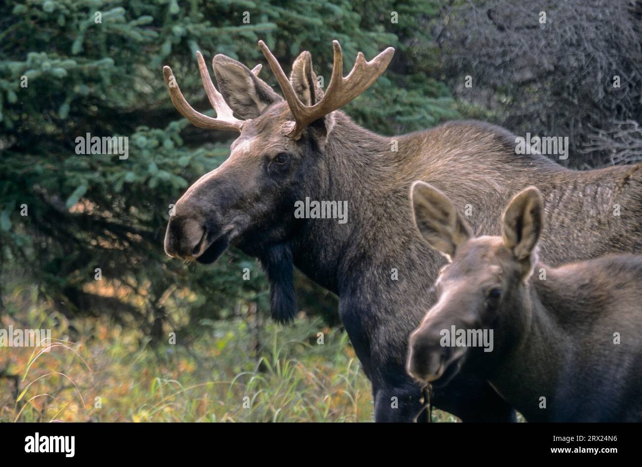 Young bull elk and moose (Alces alces) calf in the taiga (Alaska Moose ...