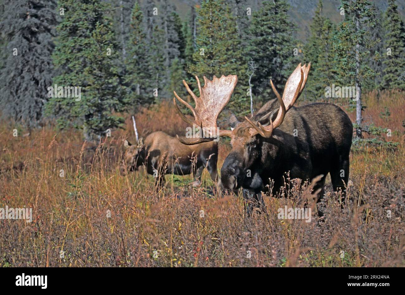 Bull elk and cow in the rut (Alaskan Moose), Bull Moose (Alces alces ...