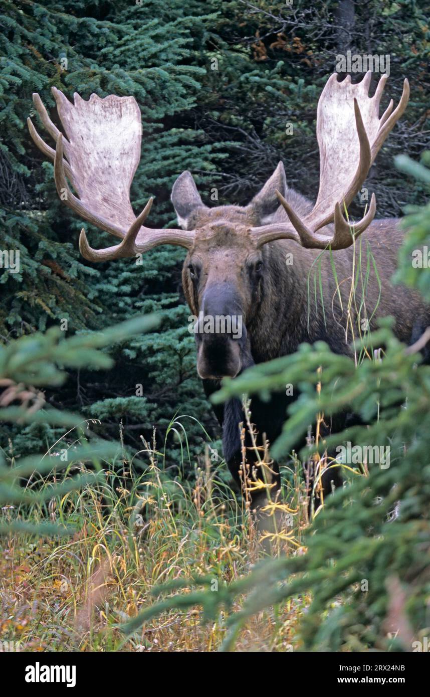 Elk in the taiga (Alaskan Moose), Bull Moose (Alces alces) in the taiga (Alaskan Moose) (gigas ...