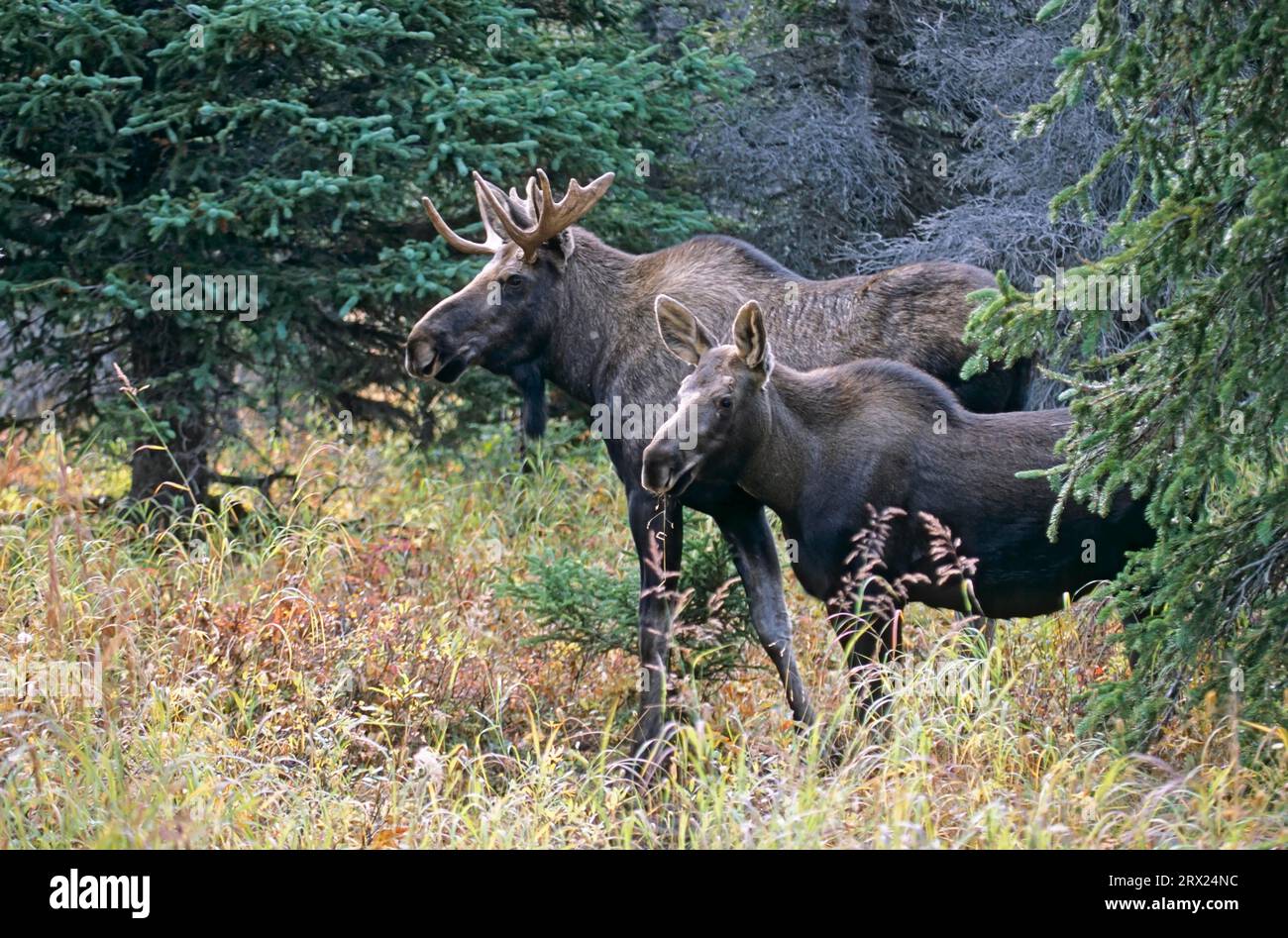 Young bull elk and moose (Alces alces) calf in the taiga (Alaska Moose ...