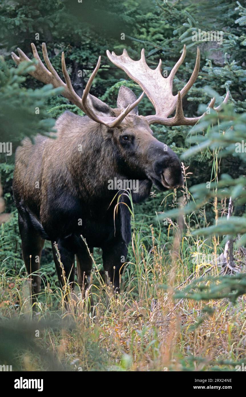 Elk in the taiga (Alaskan Moose), Bull Moose (Alces alces) in the taiga ...