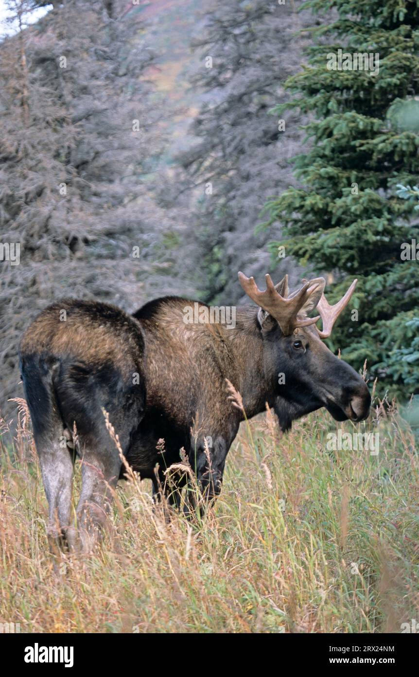 Young bull elk in the time of rut (Alaskan moose), Young bull moose ...