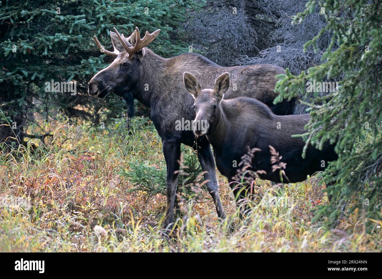 Young bull elk and moose (Alces alces) calf in the taiga (Alaska Moose ...