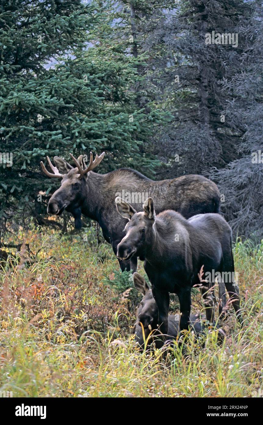 Young bull elk and moose (Alces alces) calves in the taiga (Alaska ...