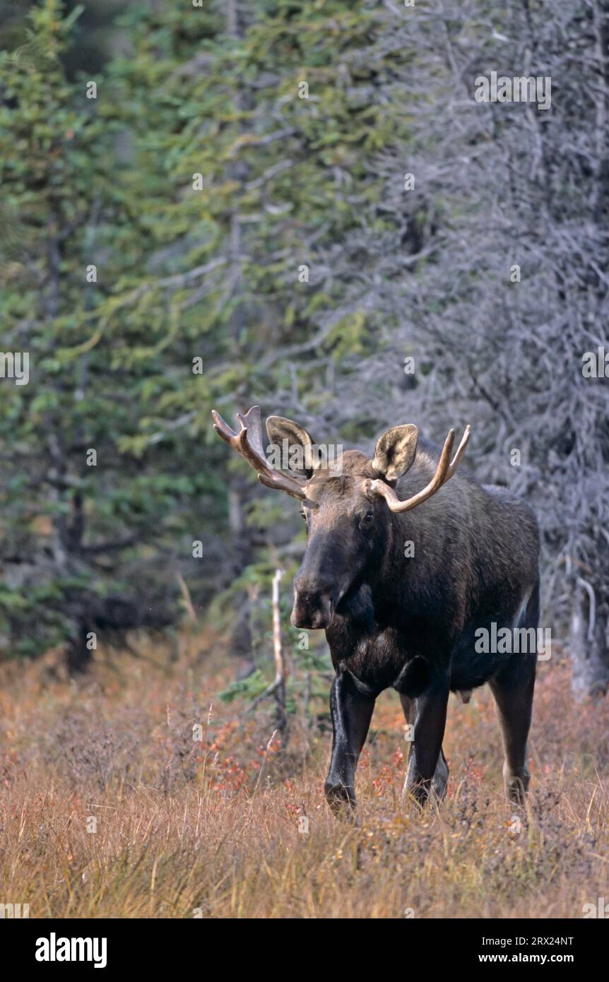 Young bull elk in the time of rut (Alaskan moose), Young bull moose ...