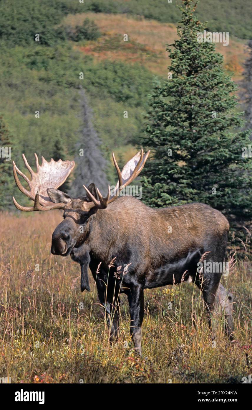 Bull elk (Alces alces) stands alert looking in the taiga (Alaska Moose ...