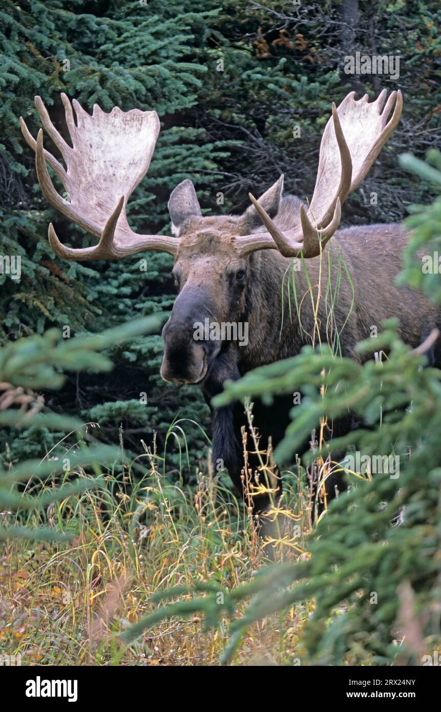 Elk in the taiga (Alaskan Moose), Bull Moose (Alces alces) in the taiga ...