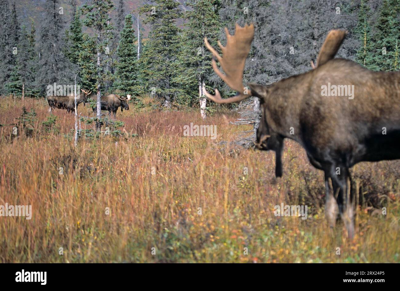 Elks Bull Moose (Alces alces) observing alert young bull moose (Alaskan ...