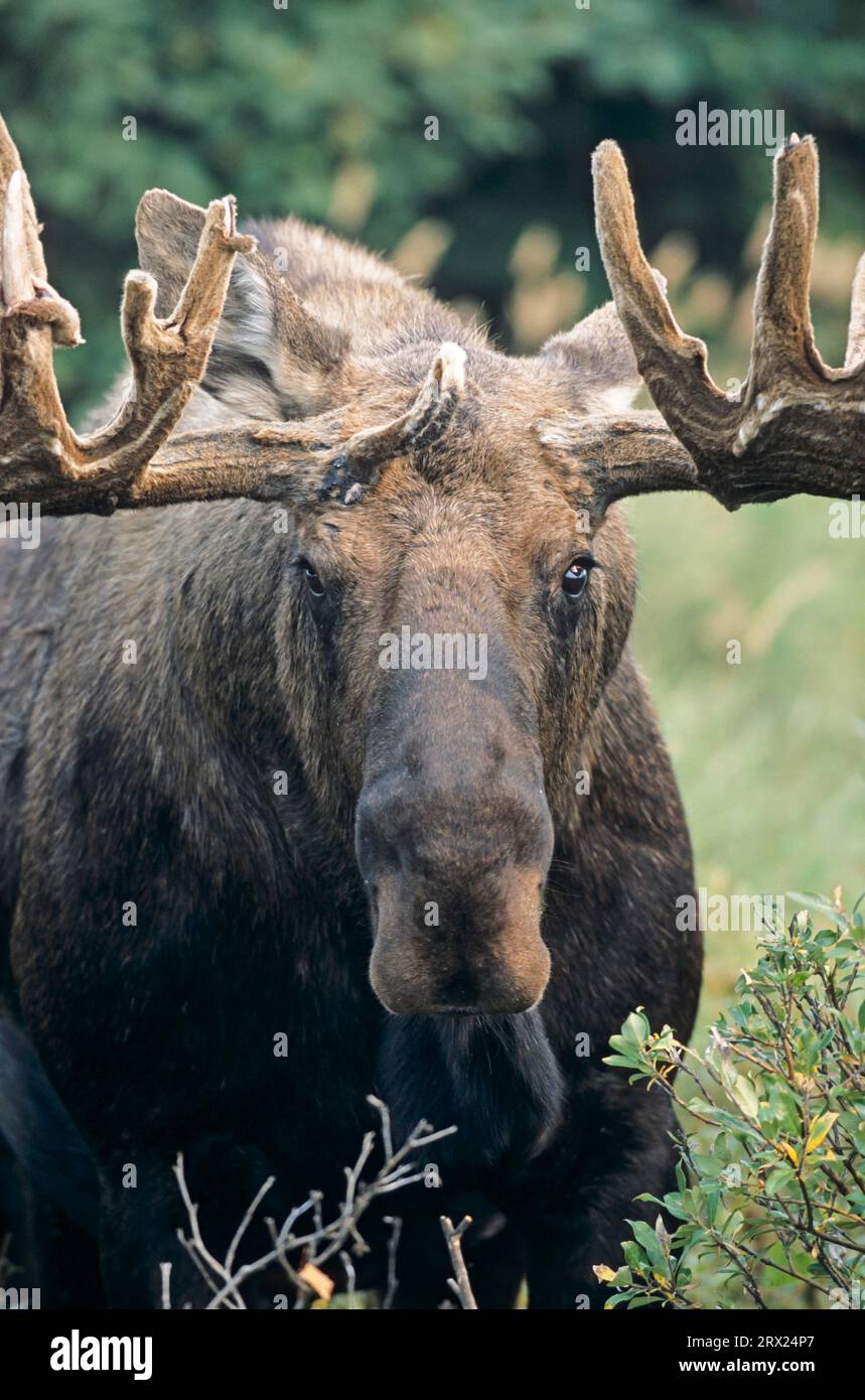Portrait of a Bull elk with velvet antler (Alaska Moose), Bull Moose ...