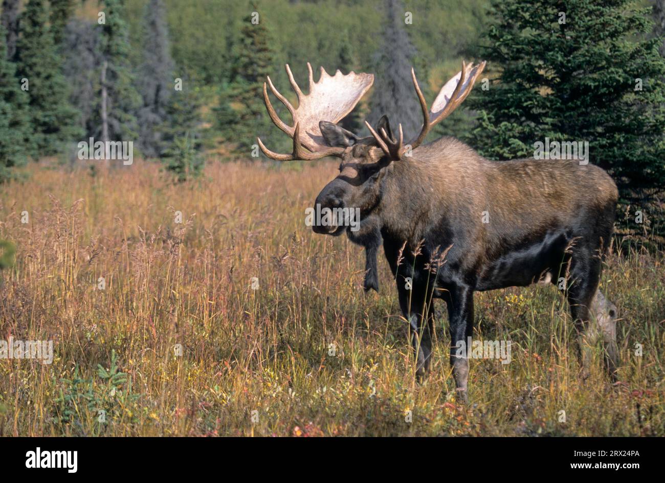 Bull elk (Alces alces) stands alert looking in the taiga (Alaska Moose ...