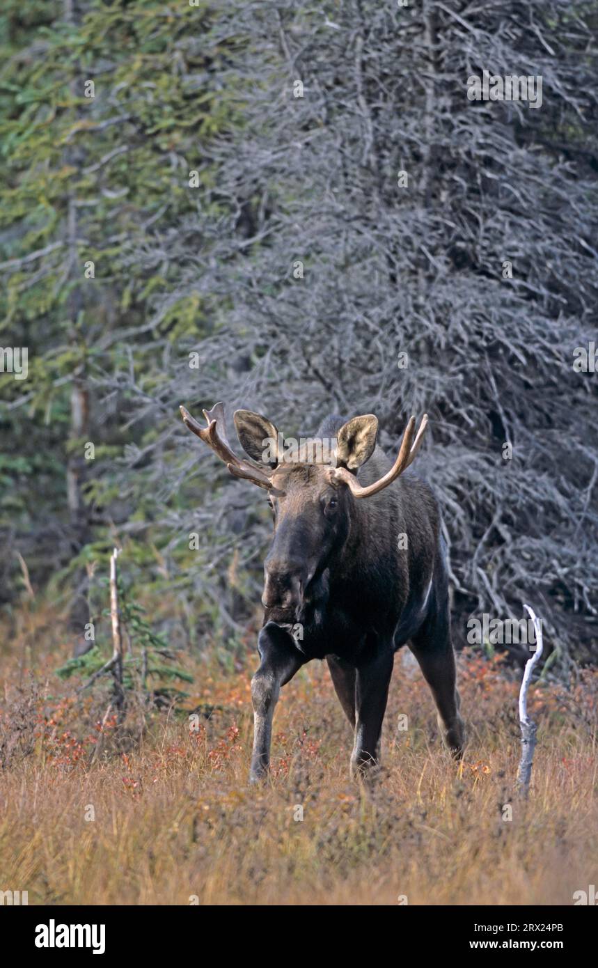 Young bull elk in the time of rut (Alaskan moose), Young bull moose ...