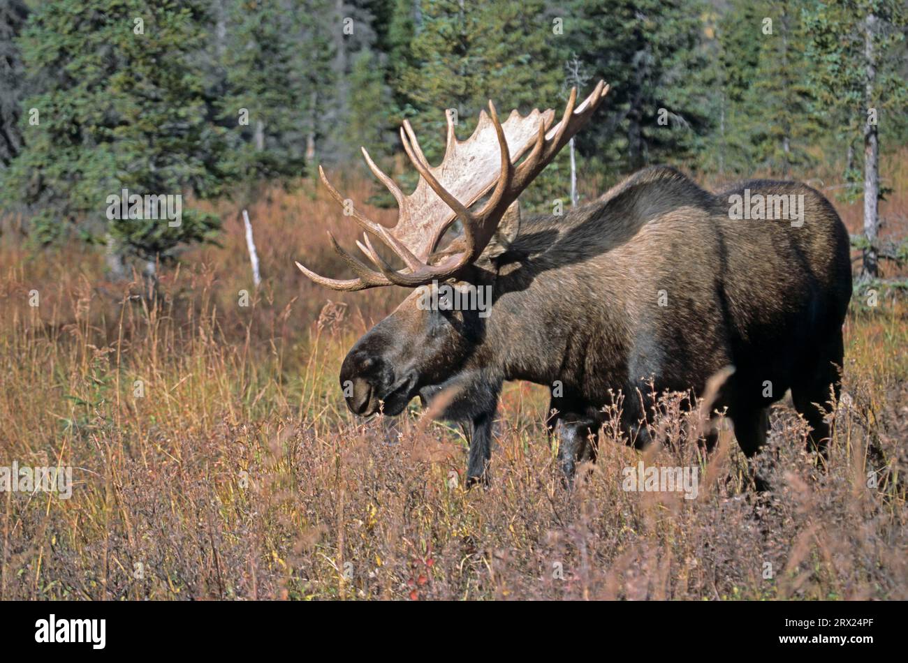 Bull elk (Alces alces) stands alert looking in the taiga (Alaska Moose ...