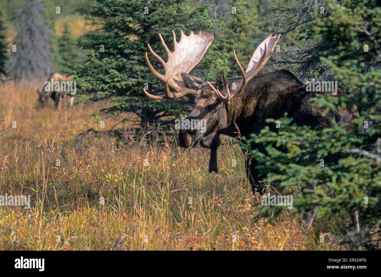 Bull elk and cow in the rut (Alaskan Moose), Bull Moose (Alces alces ...