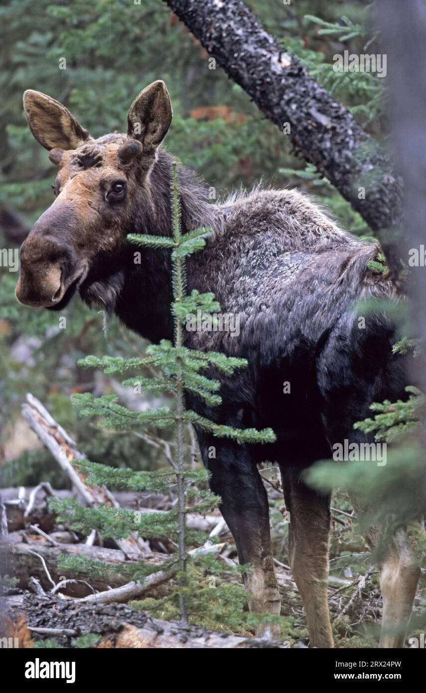 Bull Moose with velvet antlers (Western Moose), Alces alces (andersoni ...