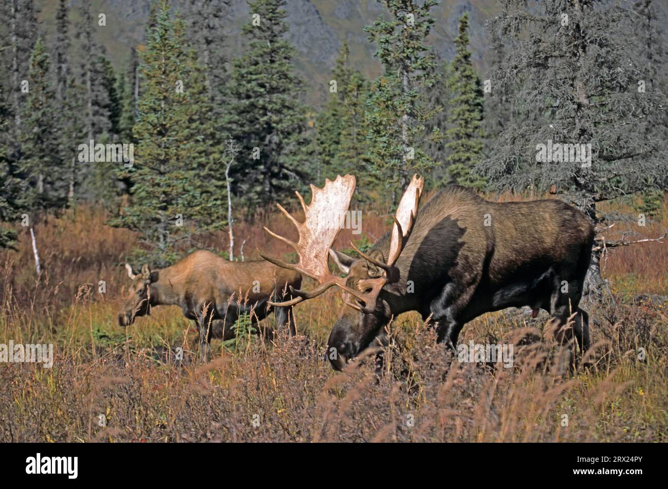 Bull elk and cow in the rut (Alaskan Moose), Bull Moose (Alces alces ...