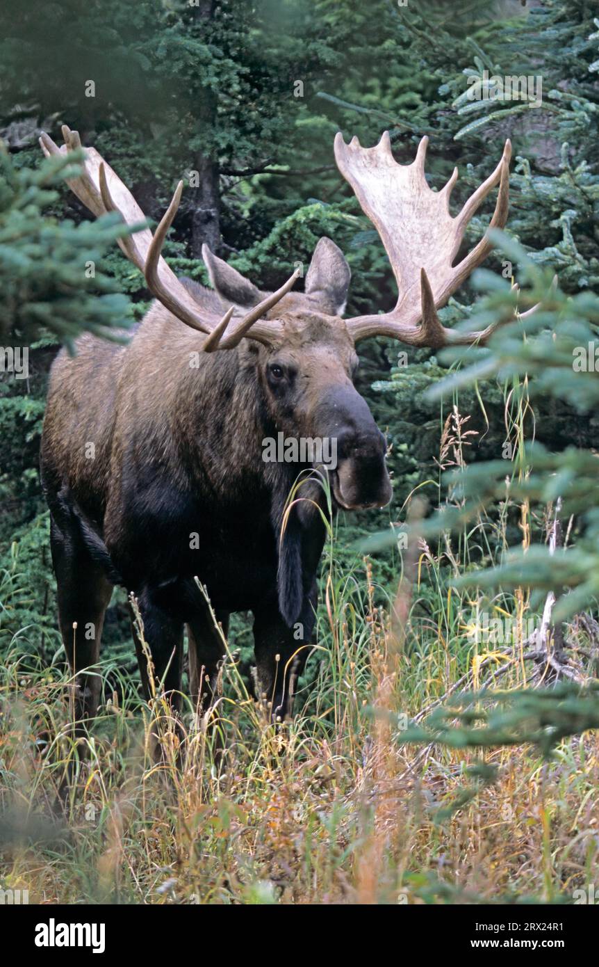 Elk in the taiga (Alaskan Moose), Bull Moose (Alces alces) in the taiga ...