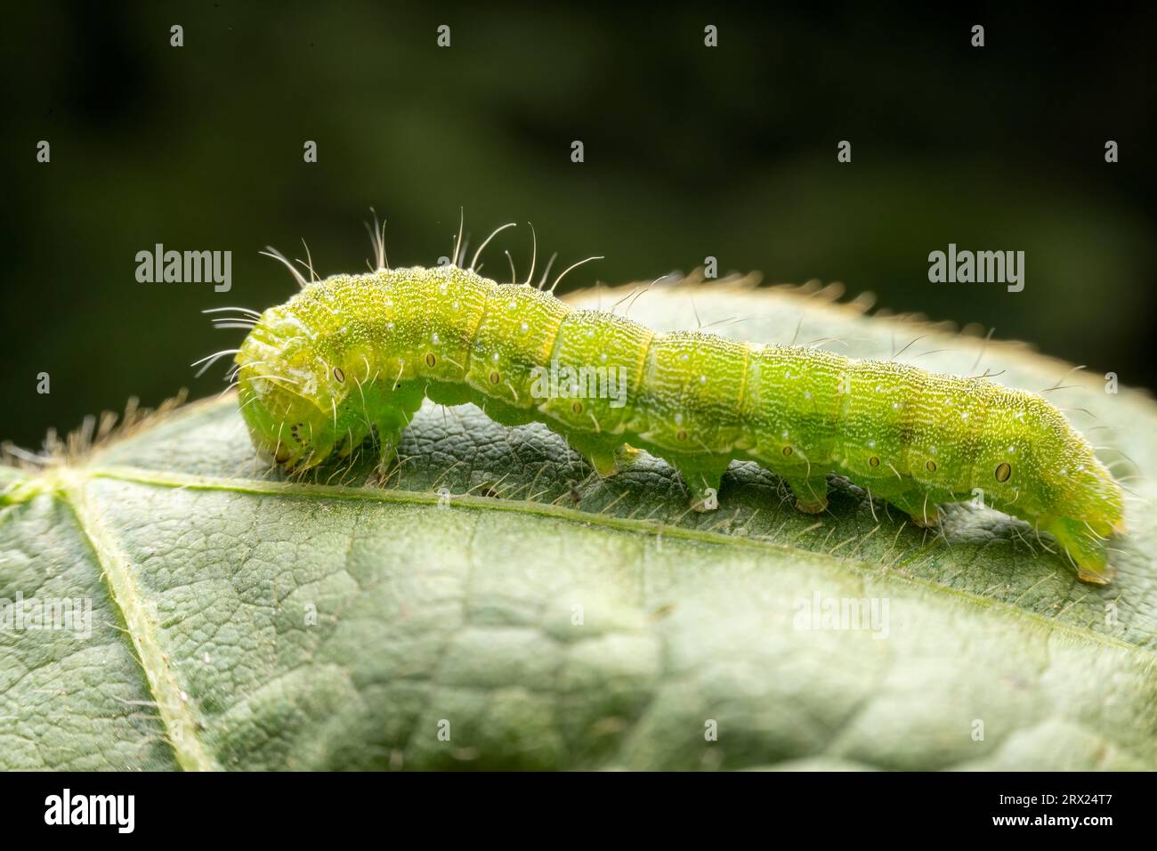 Lepidoptera larvae in the wild state Stock Photo - Alamy