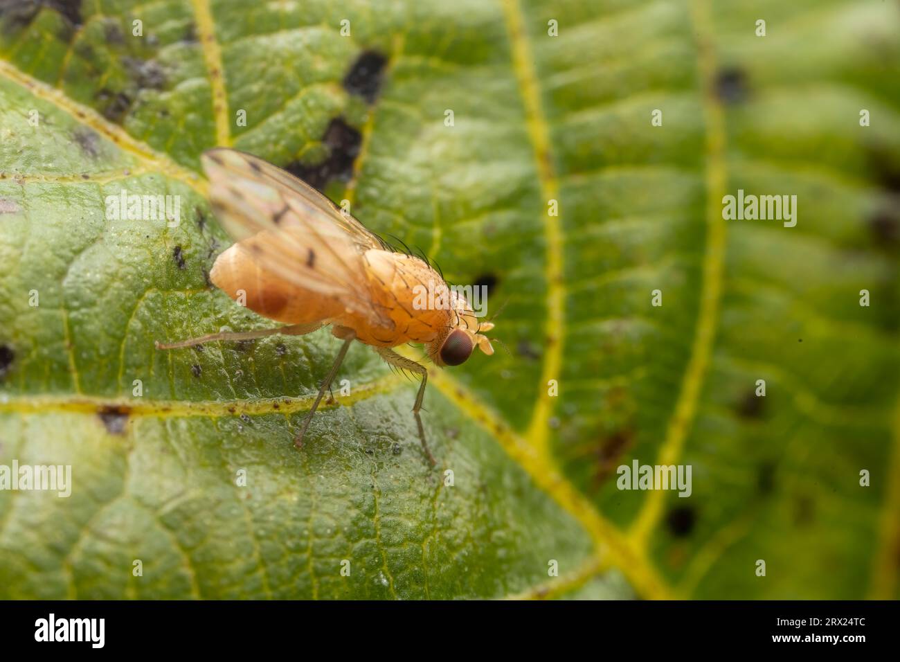 fruit fly in the wild state Stock Photo - Alamy