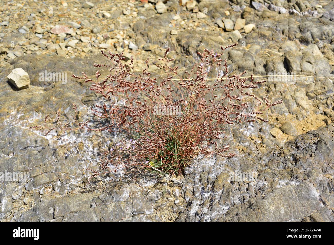 Siempreviva de roca (Limonium virgatum) is a perennial plant native to ...