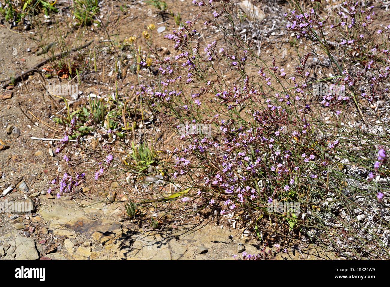 Siempreviva de roca (Limonium virgatum) is a perennial plant native to ...