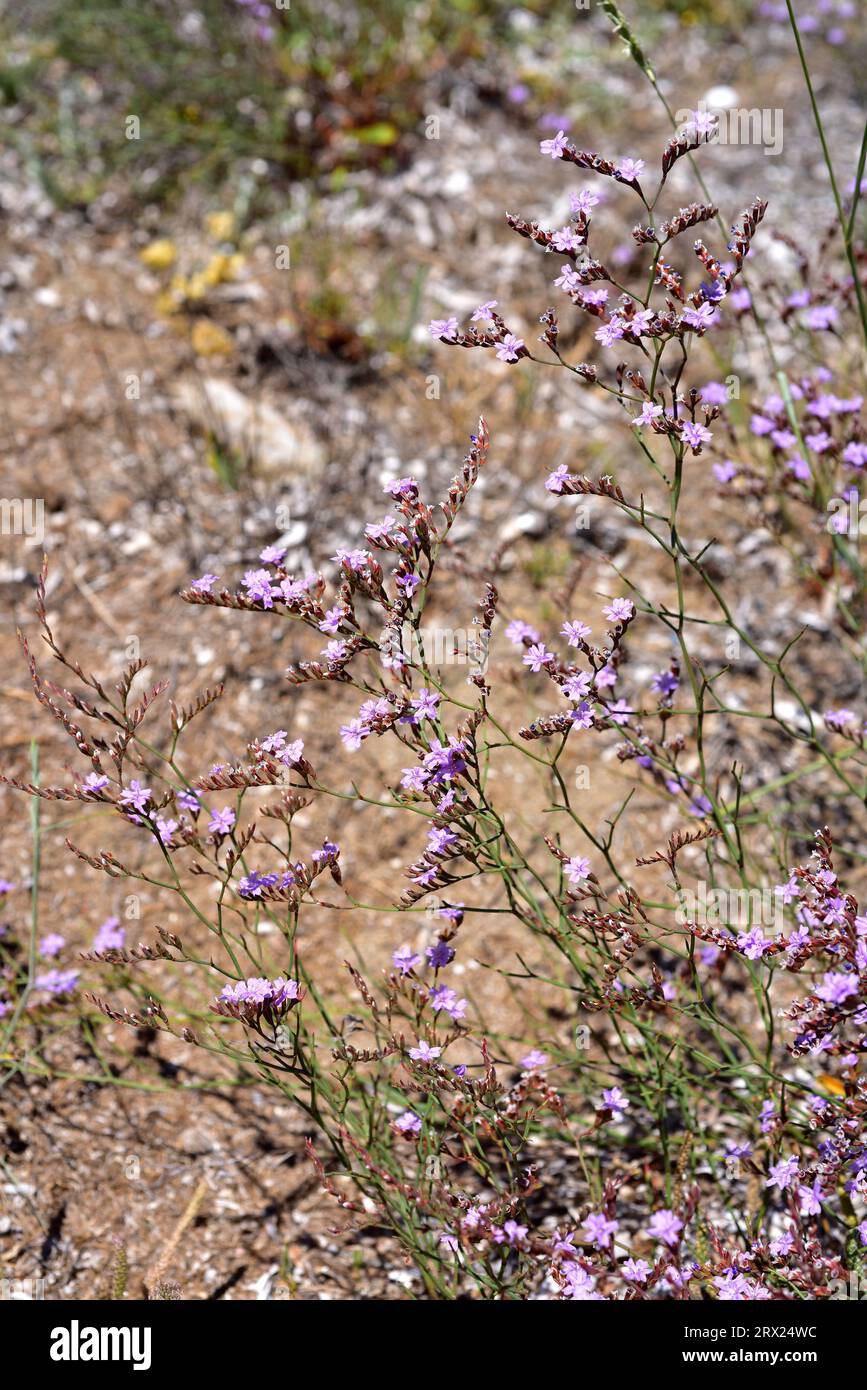 Siempreviva de roca (Limonium virgatum) is a perennial plant native to ...