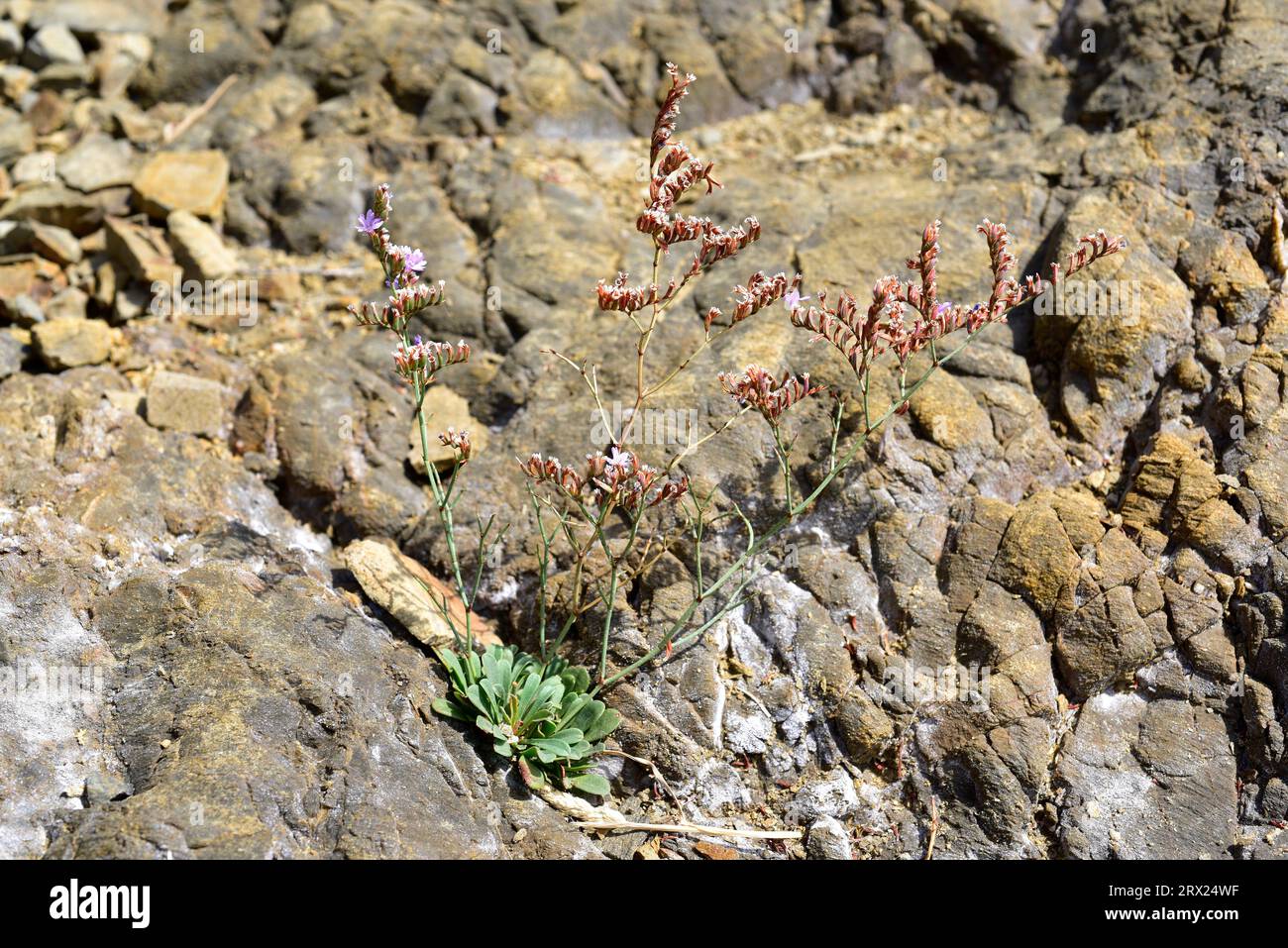 Siempreviva de roca (Limonium virgatum) is a perennial plant native to ...