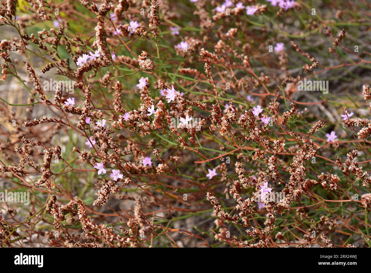 Siempreviva de roca (Limonium virgatum) is a perennial plant native to ...